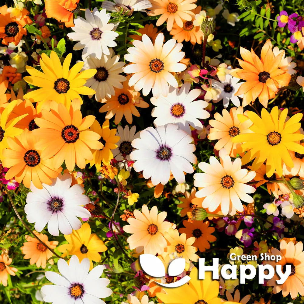 African Daisy Mix seeds (Dimorphotheca Sinuata) – Happy Green Shop