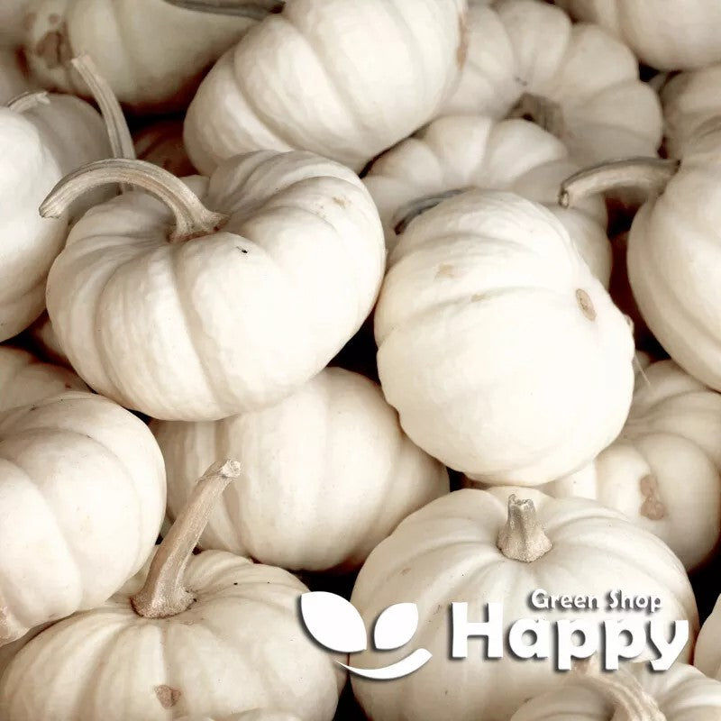 Ornamental Gourd 'Baby boo' seeds (Cucurbita pepo) – Happy Green Shop