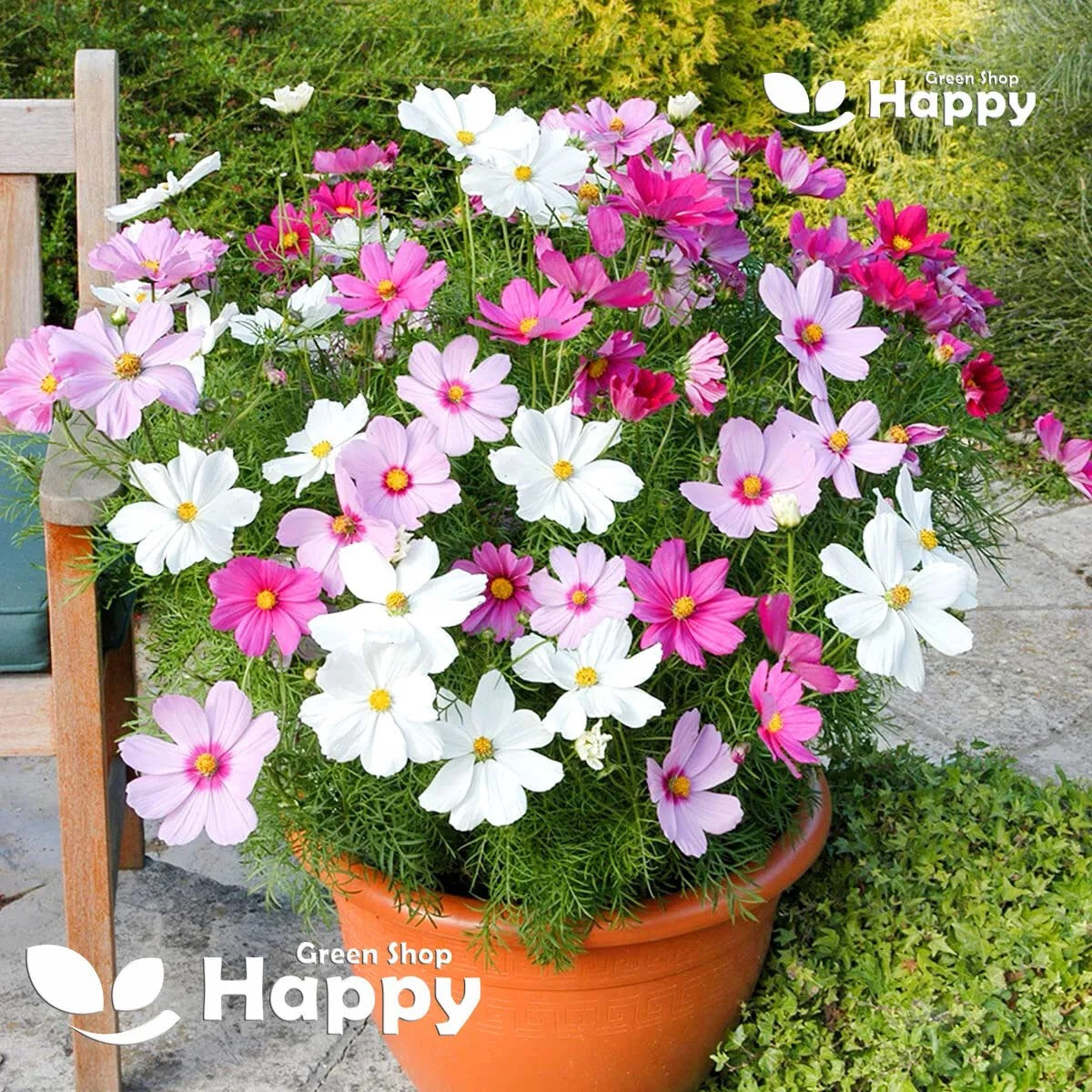 Dwarf Cosmos early 'Vega' mix seeds (Cosmos bipinnatus) – Happy Green Shop