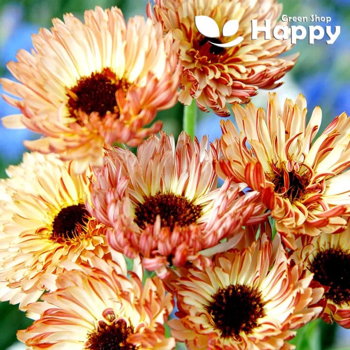 Pot Marigold Dwarf `Sunset Buff` apricot seeds (Calendula officnals ...