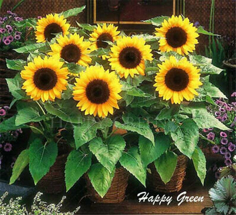 Dwarf Sunflower 'Sunspot' seeds (Helianthus annuus) – Happy Green Shop