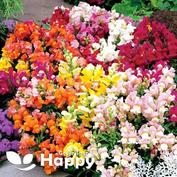 Dwarf snapdragon mixed seeds (Antirrhinum Majus nanum) – Happy Green Shop