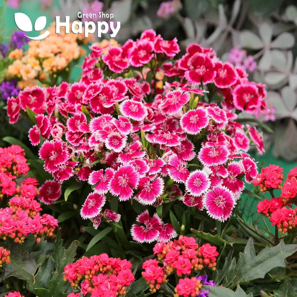 Dwarf Maiden Pink white-red seeds (Dianthus deltoides) – Happy Green Shop