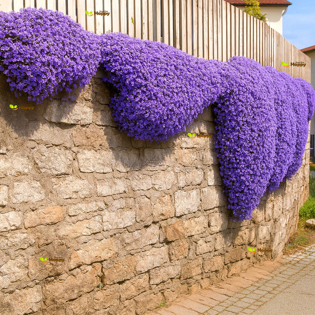 Rock Cress Cascade Mix seeds (Aubrieta cultorum hybrida) – Happy Green Shop