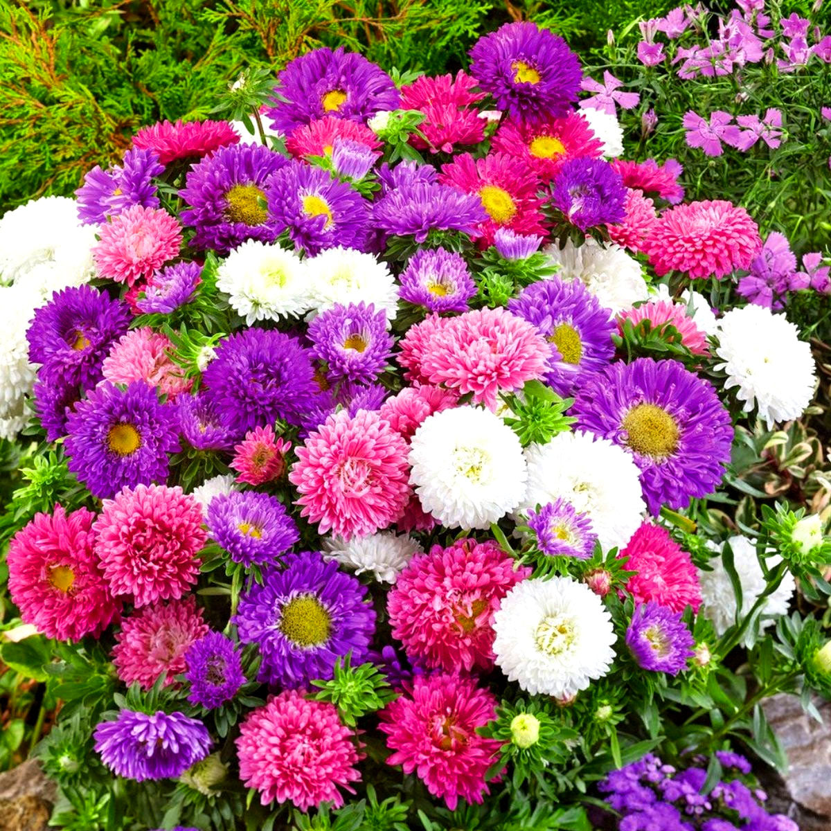 Aster "Color Carpet Mix" - seeds (Callistephus Chinensis) – Happy Green ...