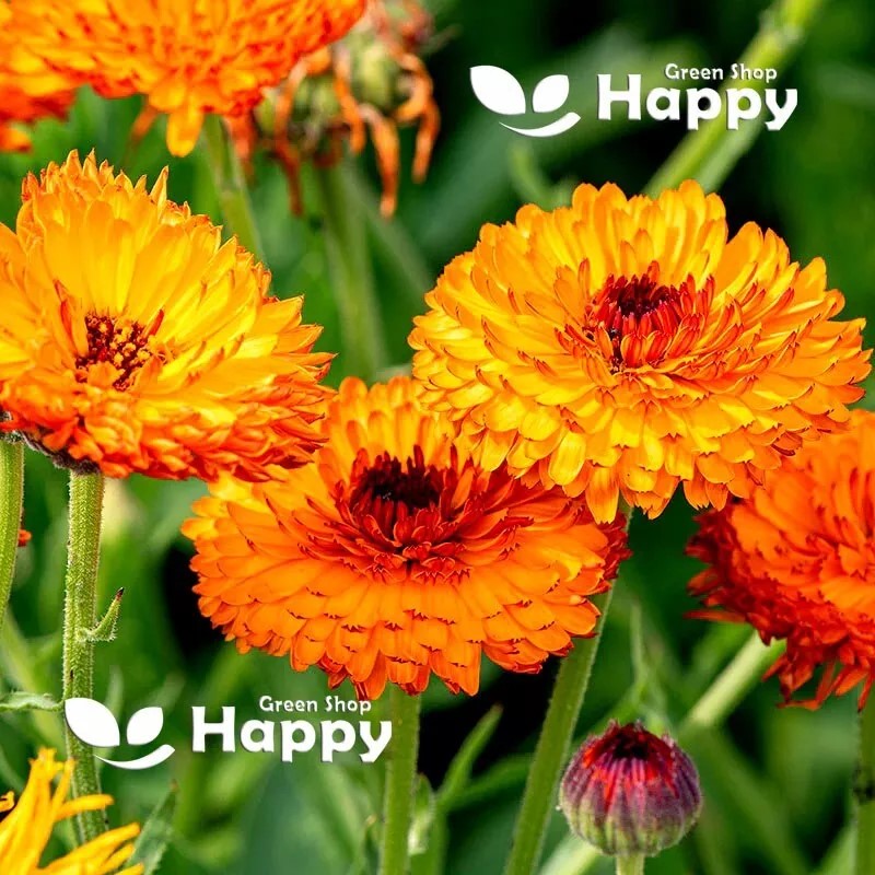 Pot Marigold "Indian Prince" - of seeds (Calendula officinalis) – Happy ...