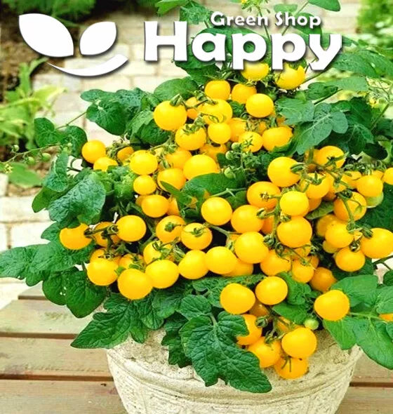 Bush Yellow Tomato 'Aztek' - seeds (Solanum lycopersicum) – Happy Green ...